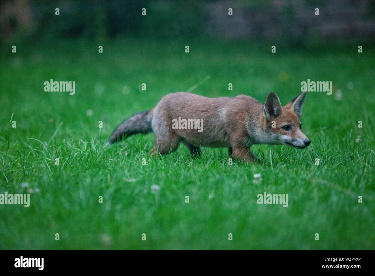 A fox cub crouches to stalk a wood pigeon in a garden in Clapham, south ...