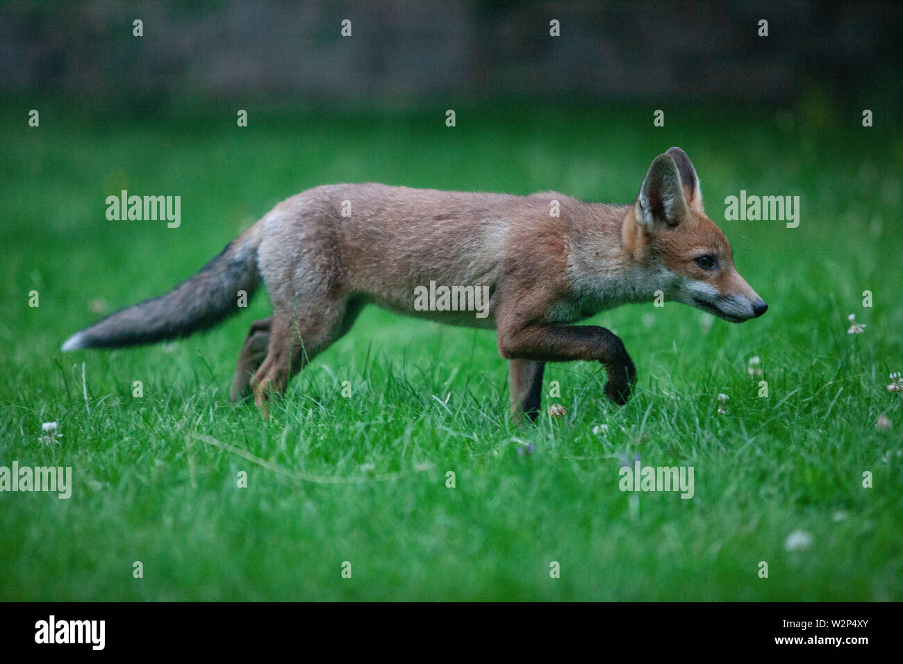 Crouching fox hi-res stock photography and images - Alamy
