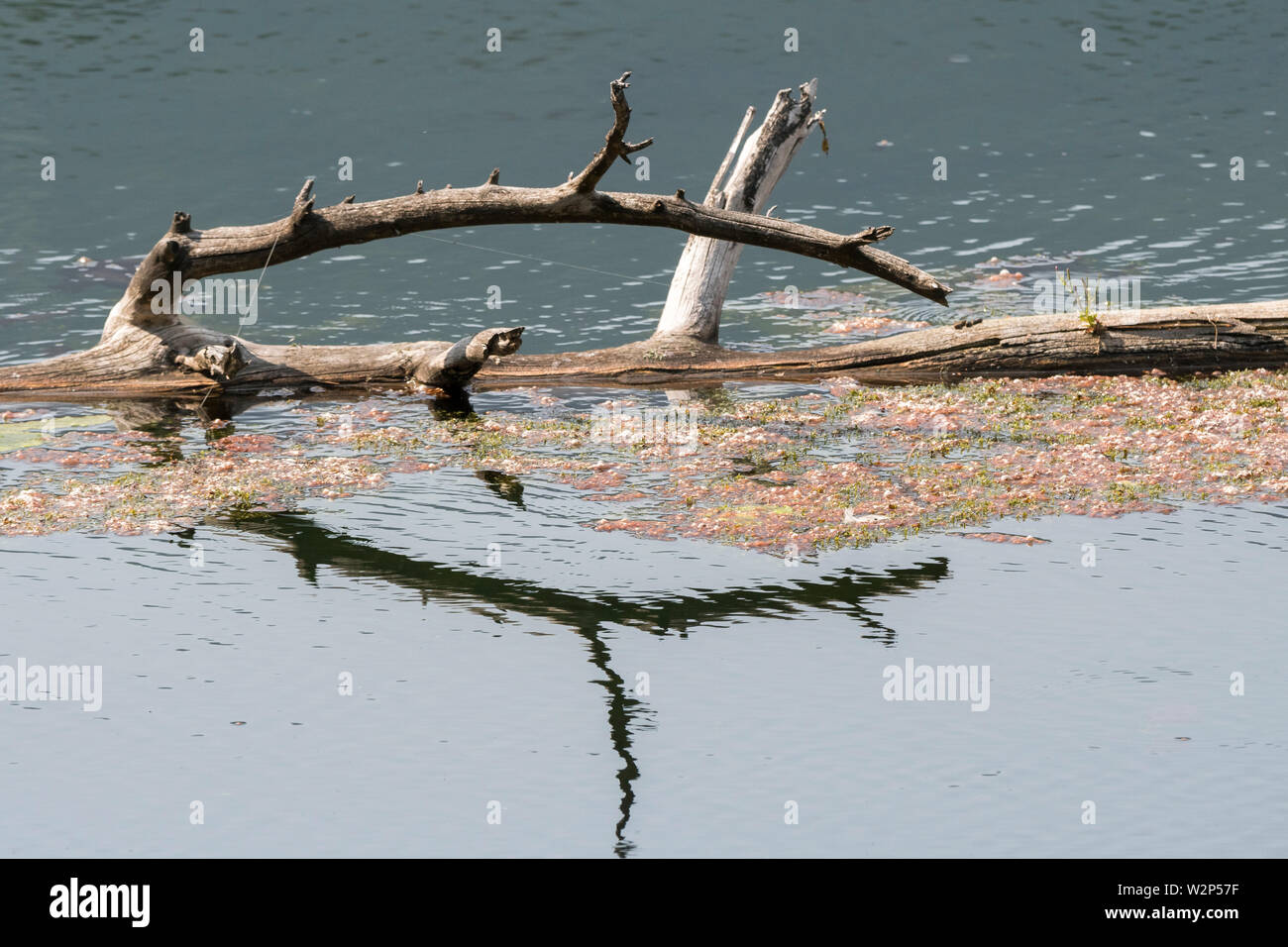 landscape and trees at Trout Lake in Lamar Valley in Yellowstone ...