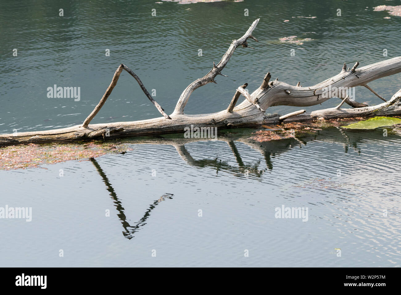 landscape and trees at Trout Lake in Lamar Valley in Yellowstone ...