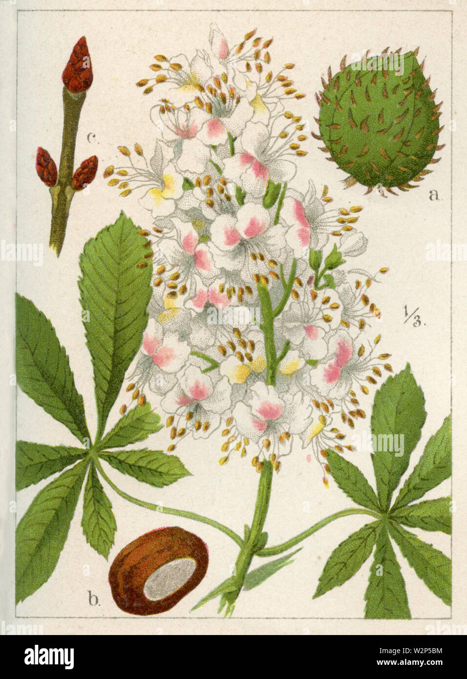 Conker illustration hi-res stock photography and images - Alamy