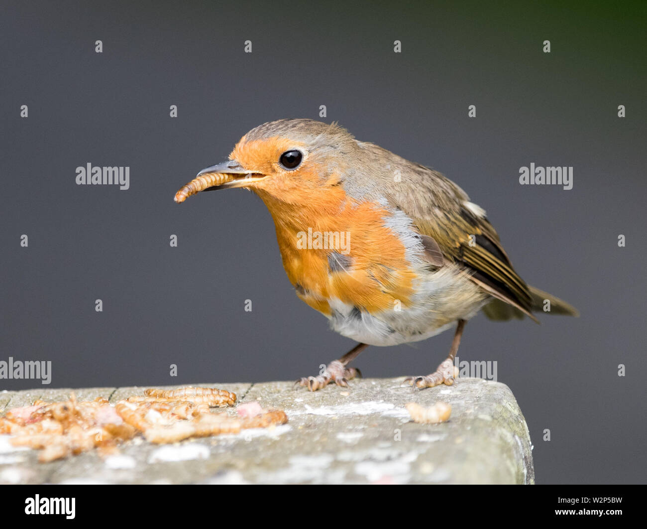 Robin (Erithacus rubecula Stock Photo - Alamy