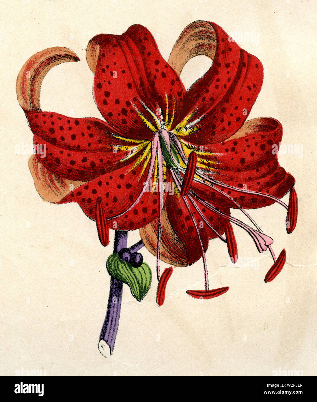 Tiger lily (Lilium lancifolium) Lilium lancifolium, (botany book Stock ...