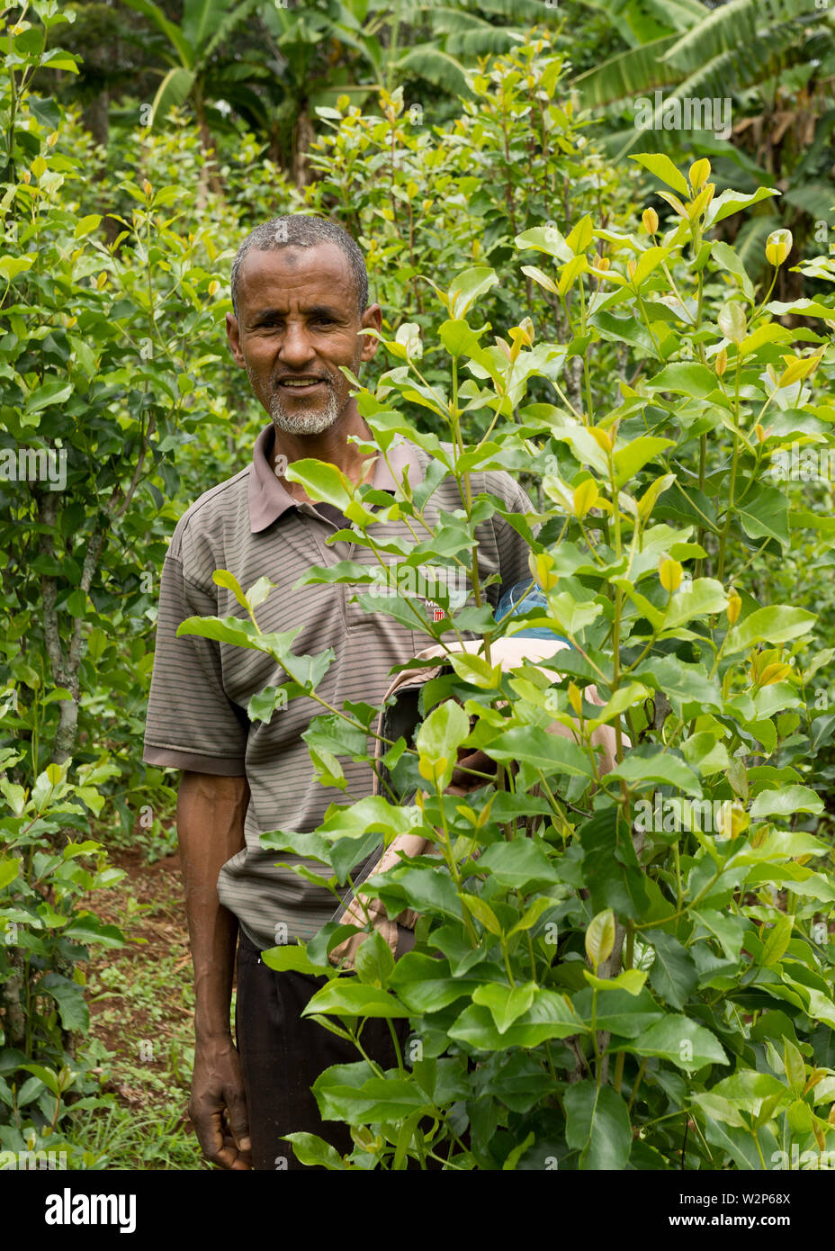 Farmer standing next to khat plant on farm in Illubabor, Ethiopia Stock ...