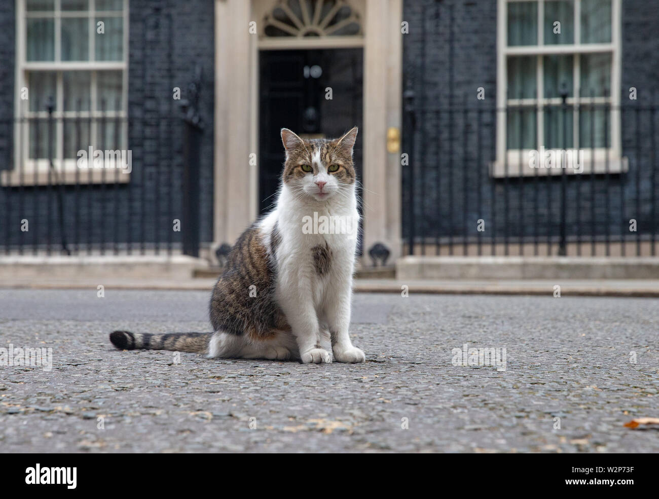 Larry the Downing Street cat and Chief Mouser to the Treasury outside ... Larry the Downing Street cat and Chief Mouser to the Treasury outside ...