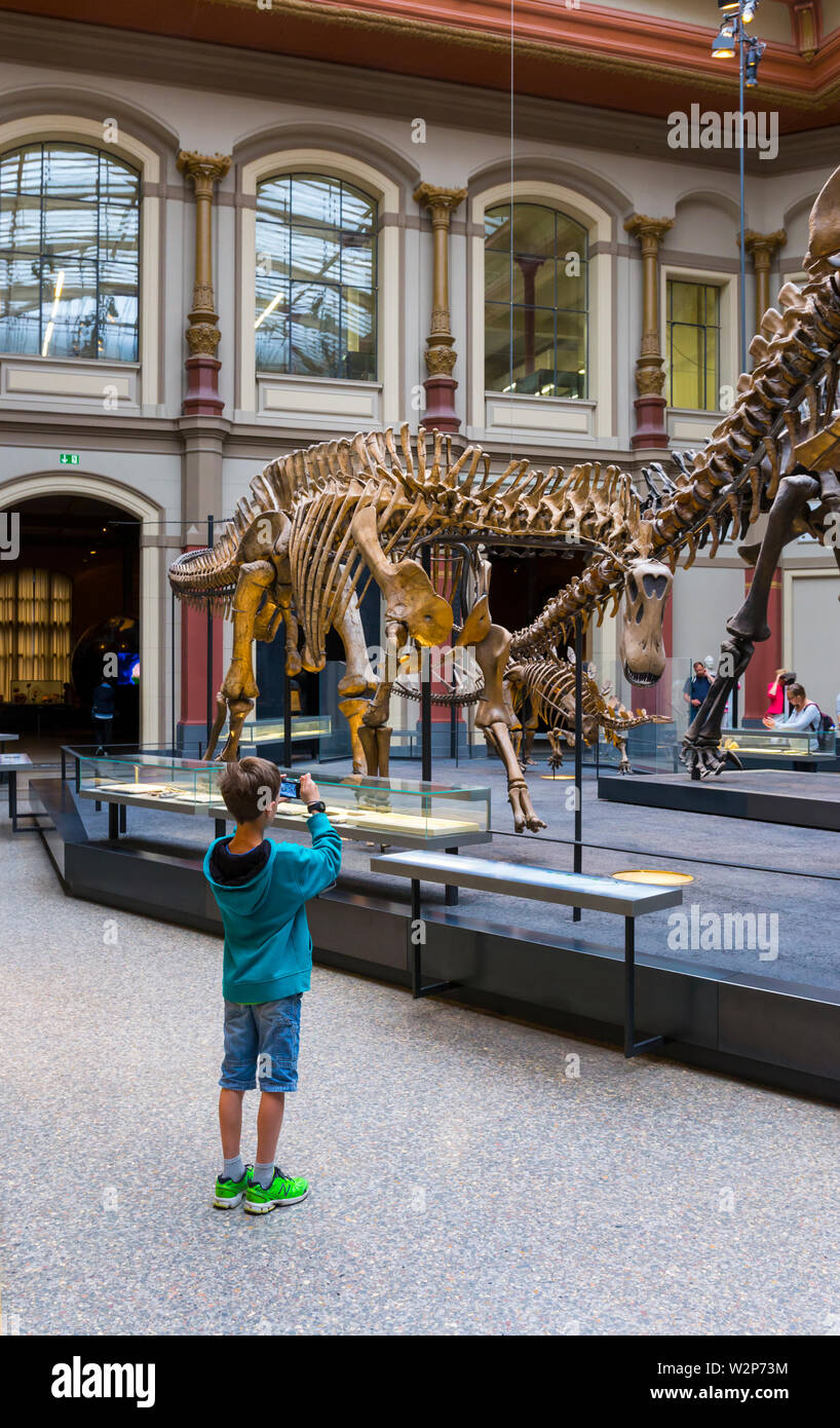 Naturkunde Museum Berlin High Resolution Stock Photography and Images ...