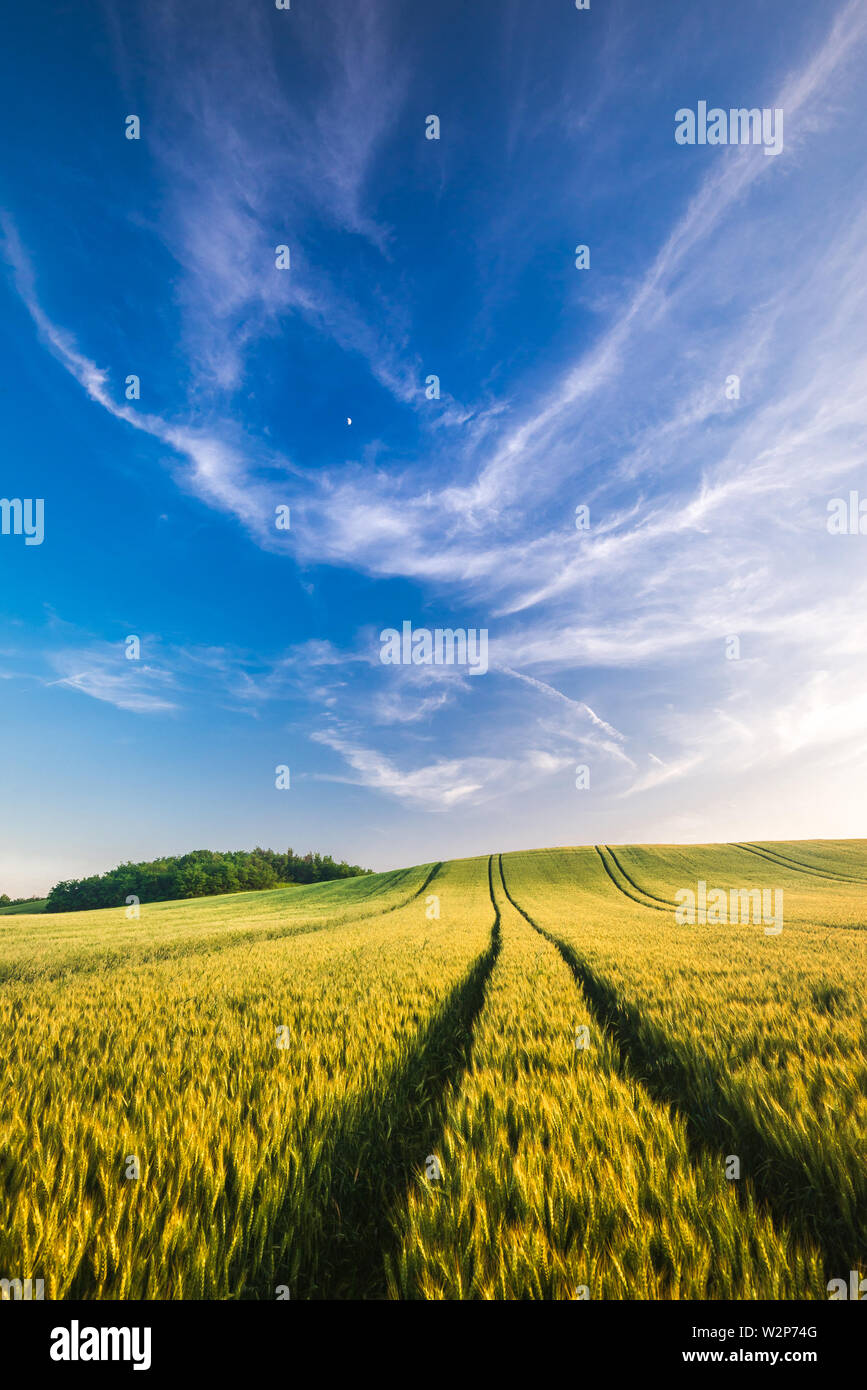Wheat field landscape with path in the sunset time, Hungary Stock Photo ...