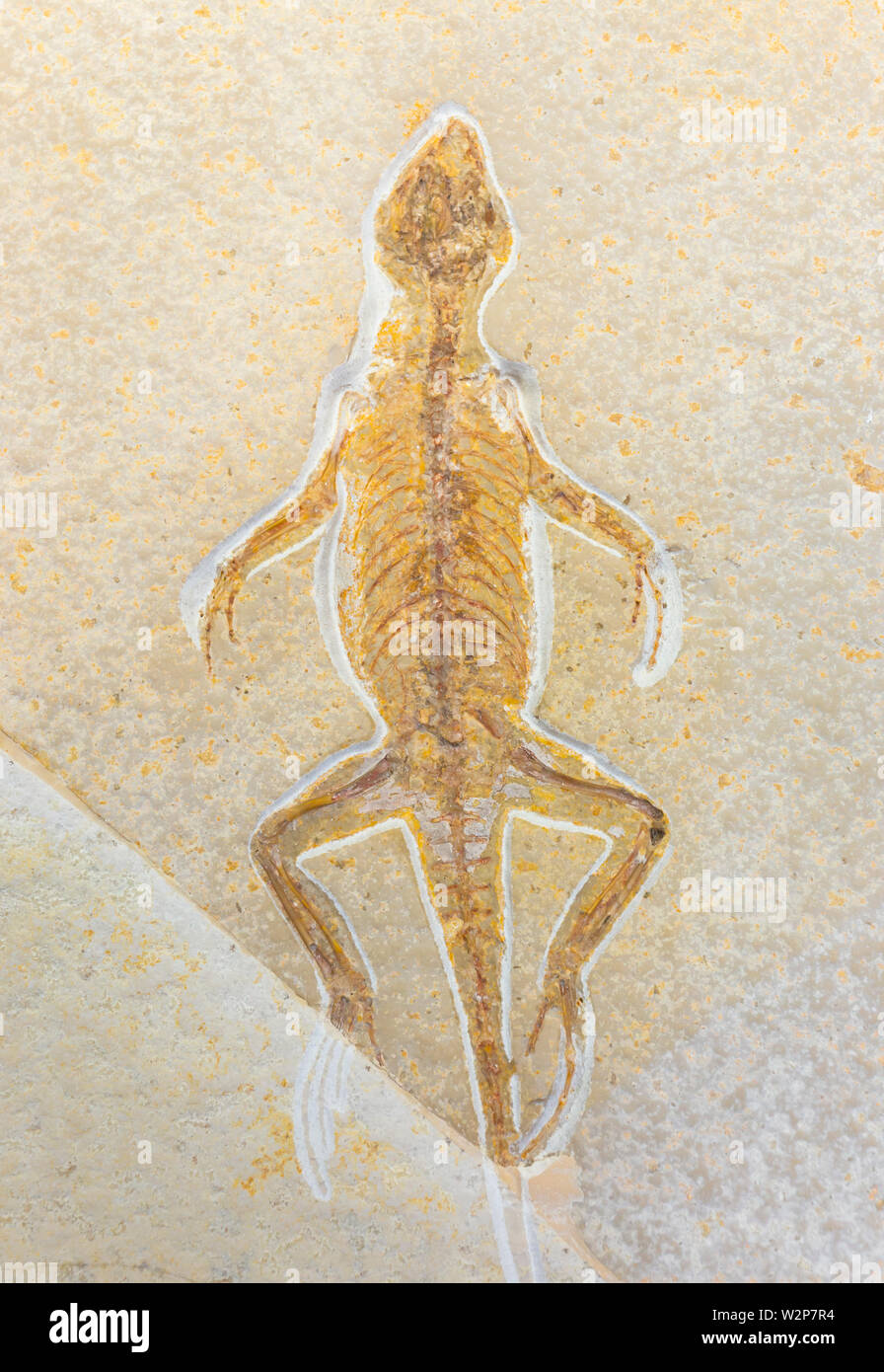 Homoeosaurus maximilliani, The Museum für Naturkunde (MfN), the ...