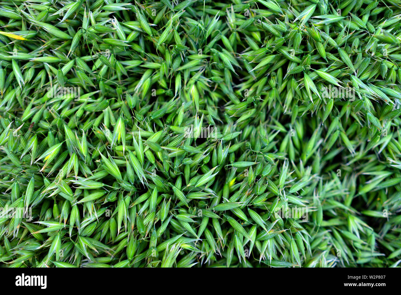 Young green oats in summer Stock Photo - Alamy