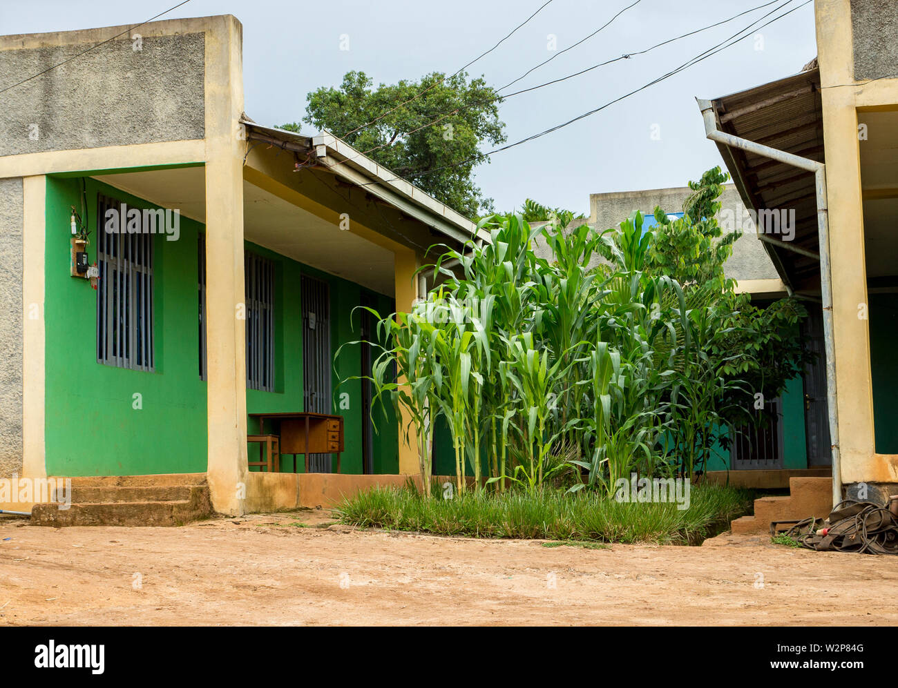 Maize (Zea mays) growing in building compound in Metu, Ethiopia Stock ...