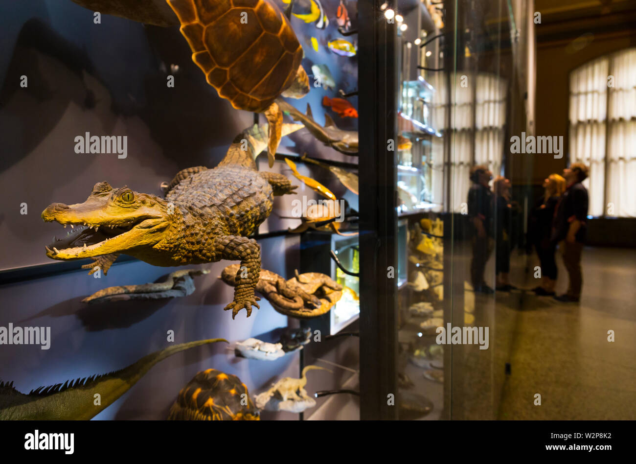 The Museum für Naturkunde (MfN), the Naturkundemuseum or Humboldt ...