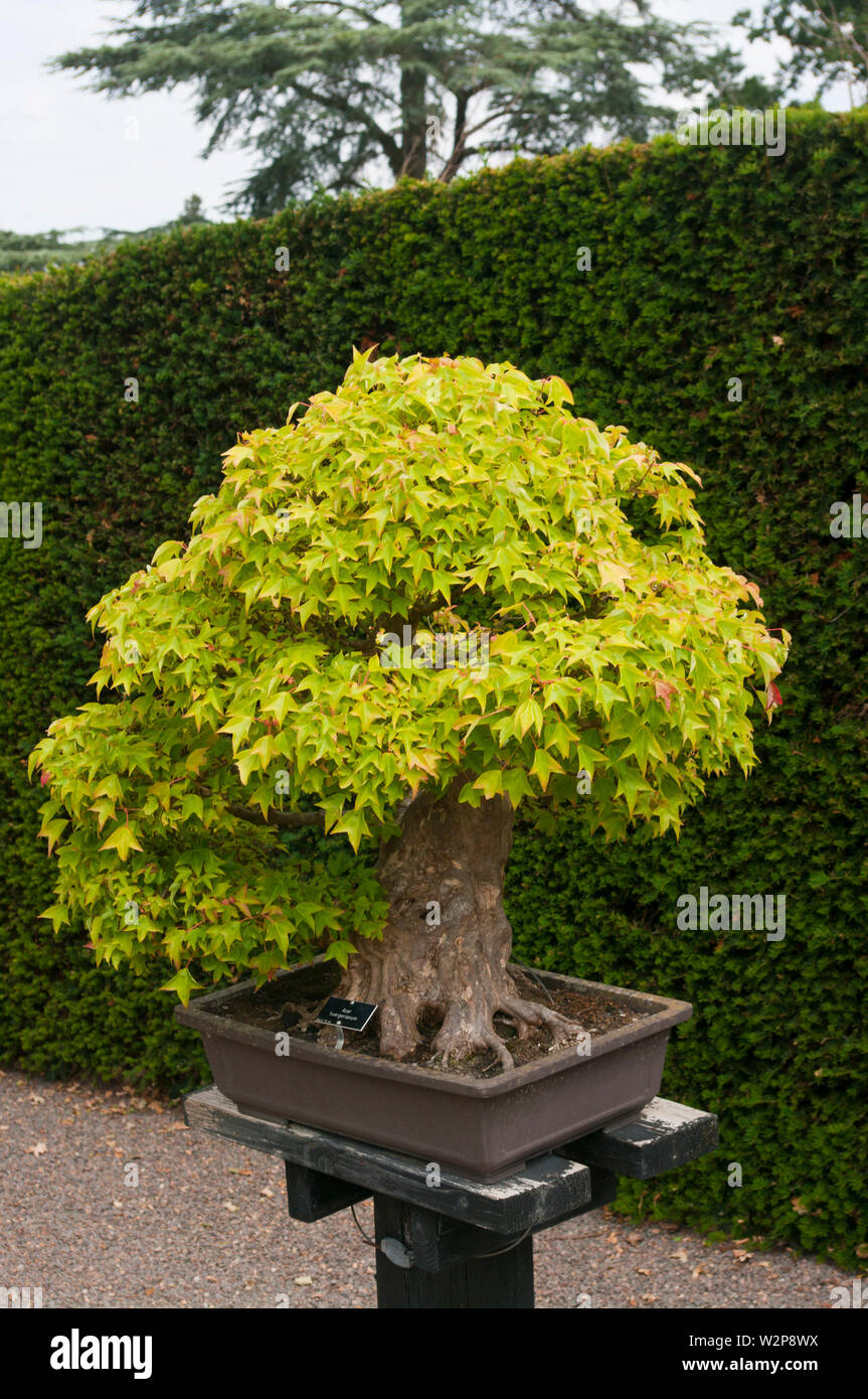 Bonsai Tree Acer Buergerianum Stock Photo - Alamy