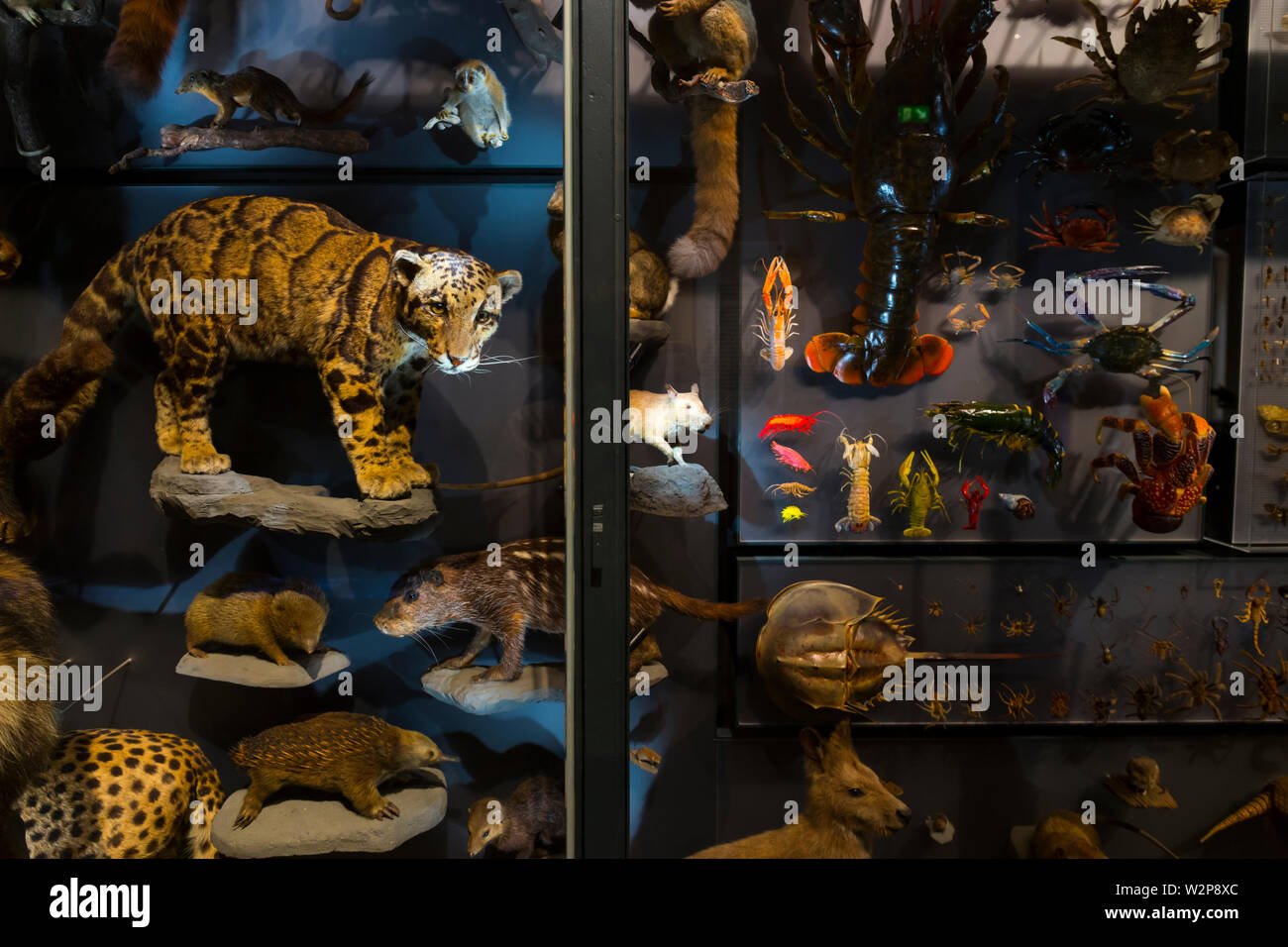 The Museum für Naturkunde (MfN), the Naturkundemuseum or Humboldt ...