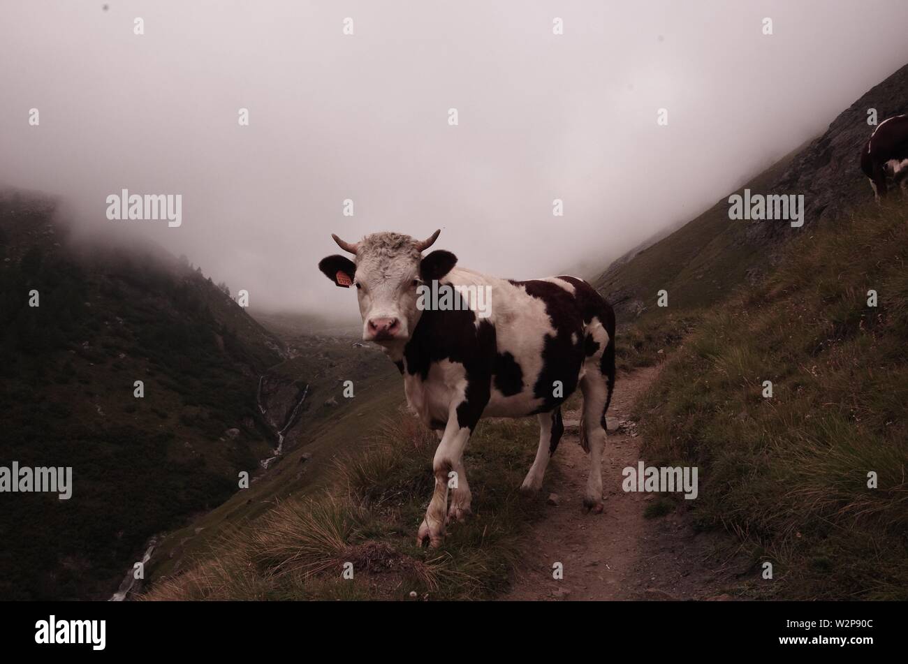 Closeup of a cow in a misty field with an amazing foggy background ...