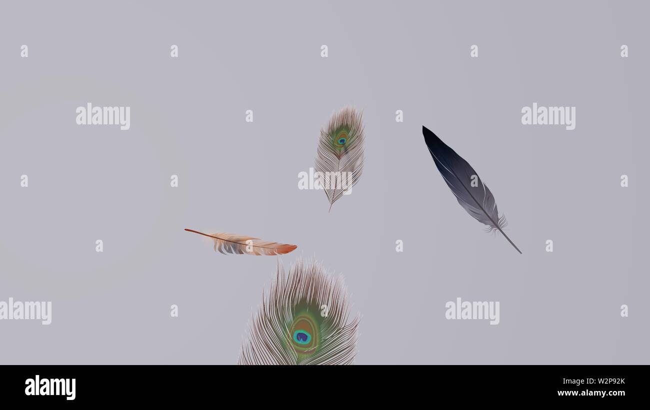 Soft silky feathers isolated on background with copy space for text and ...