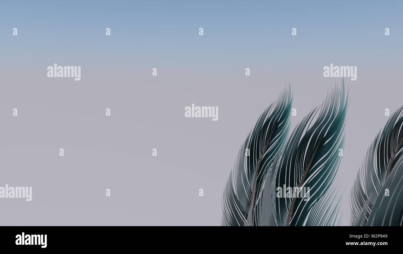 Soft silky feathers isolated on background with copy space for text and ...