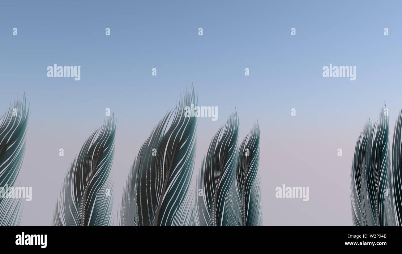 Soft silky feathers isolated on background with copy space for text and ...