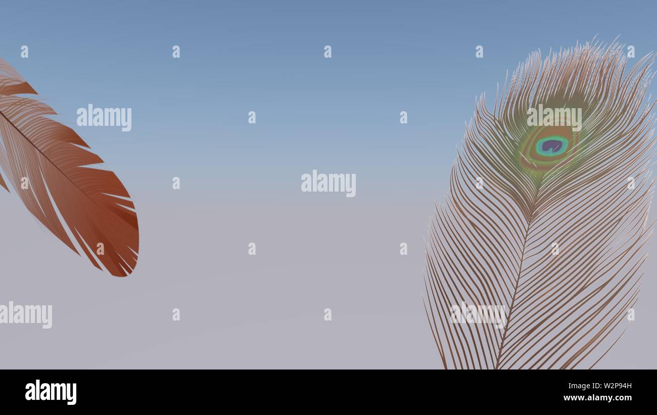 Soft silky feathers isolated on background with copy space for text and ...