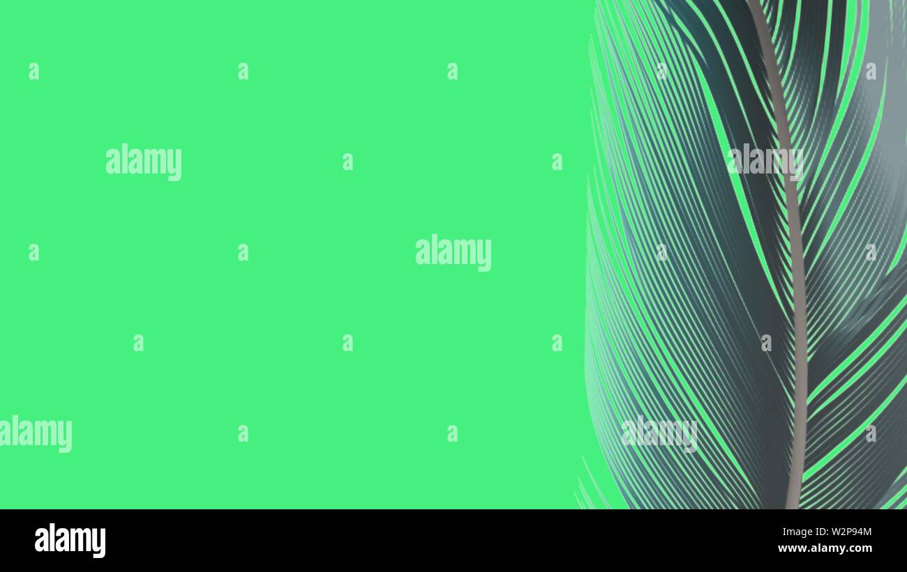 Soft silky feathers isolated on background with copy space for text and ...