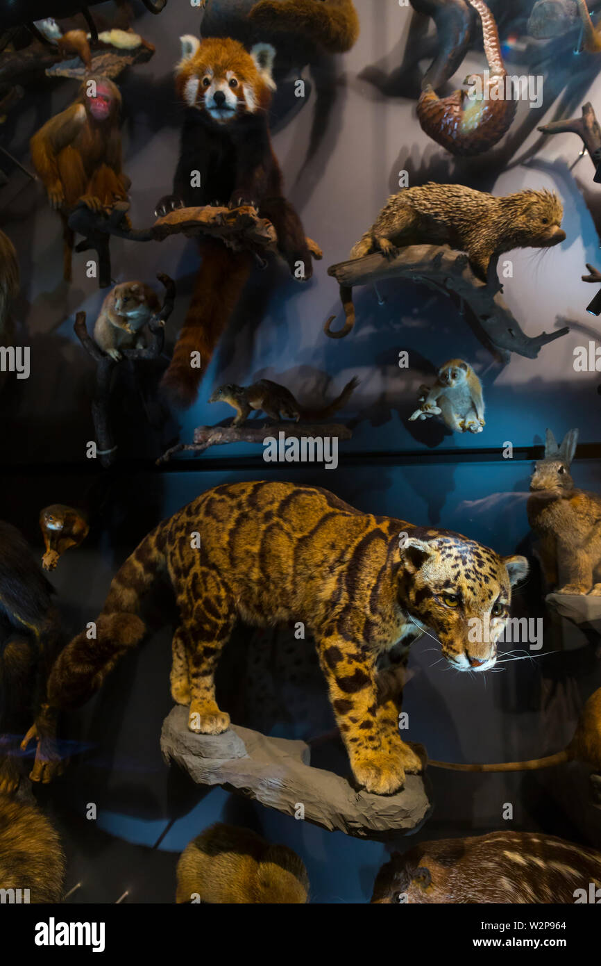 The Museum für Naturkunde (MfN), the Naturkundemuseum or Humboldt ...