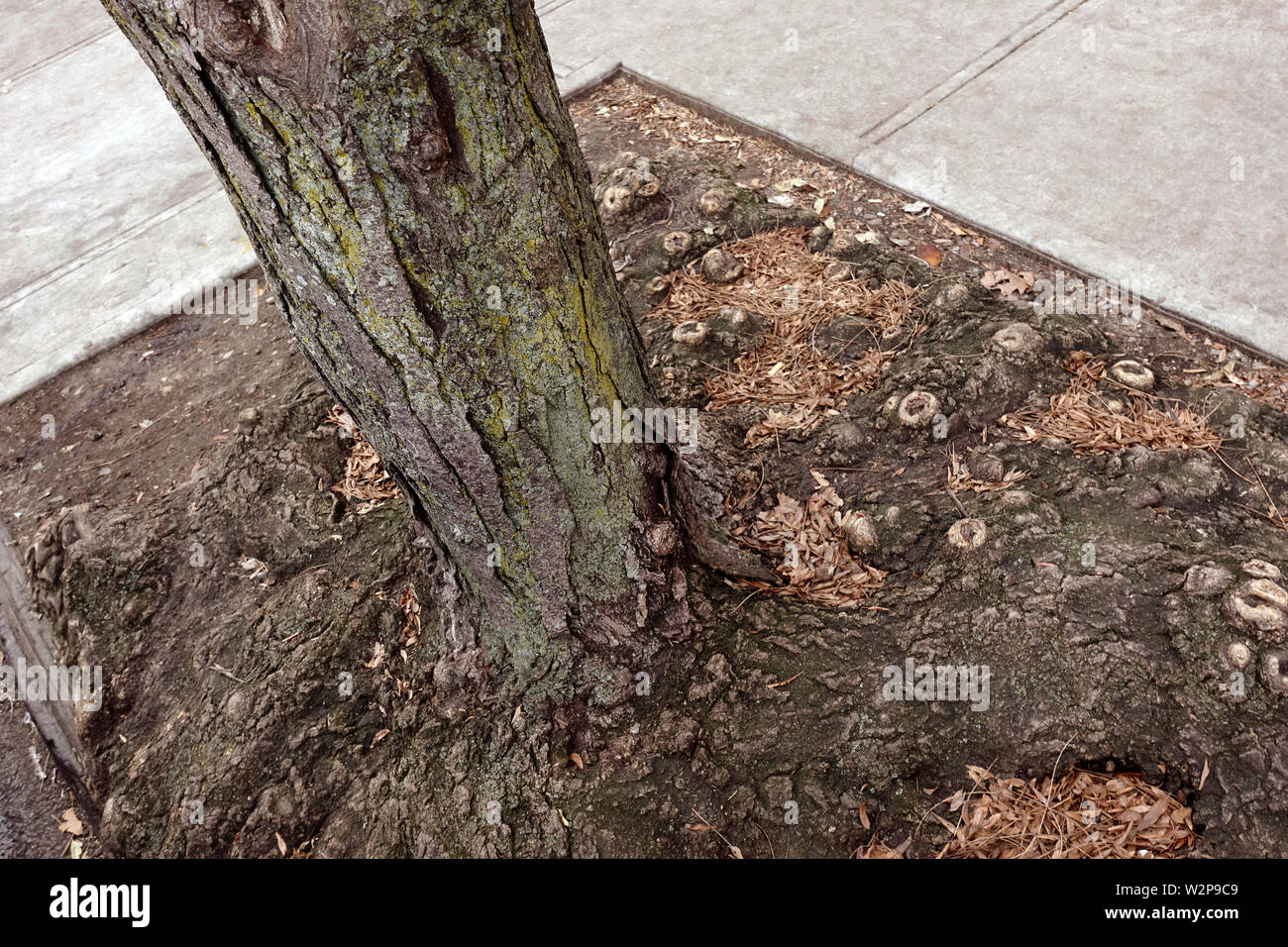 tree roots on sidewalk Brooklyn NYC Stock Photo - Alamy