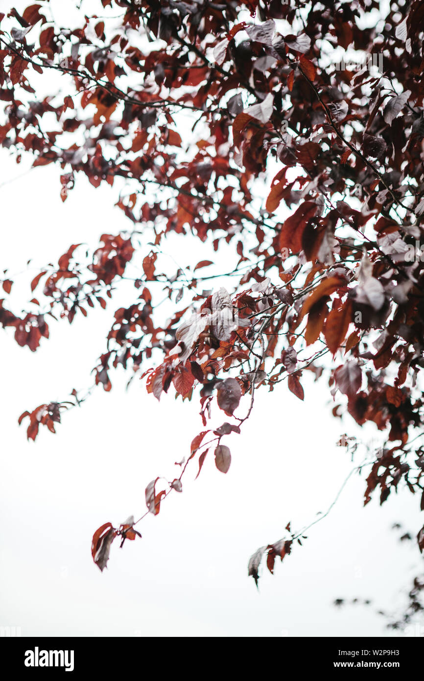Background of red or brown leaves on a tree. Autumn background Stock ...