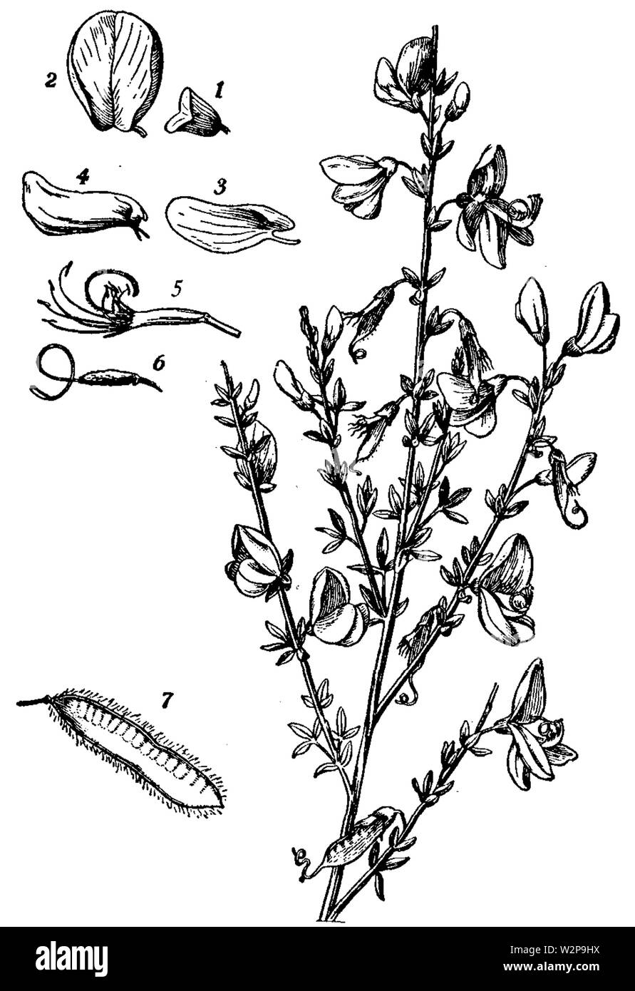 Gardening shrub Black and White Stock Photos & Images - Alamy