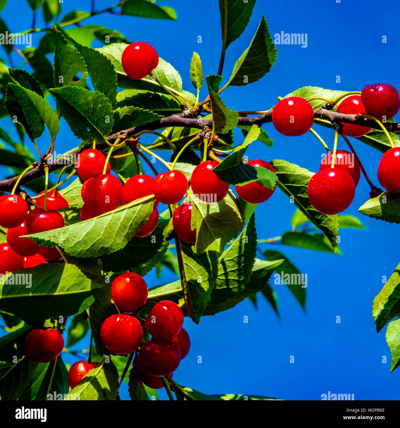 Cherry orchard usa hi-res stock photography and images - Alamy
