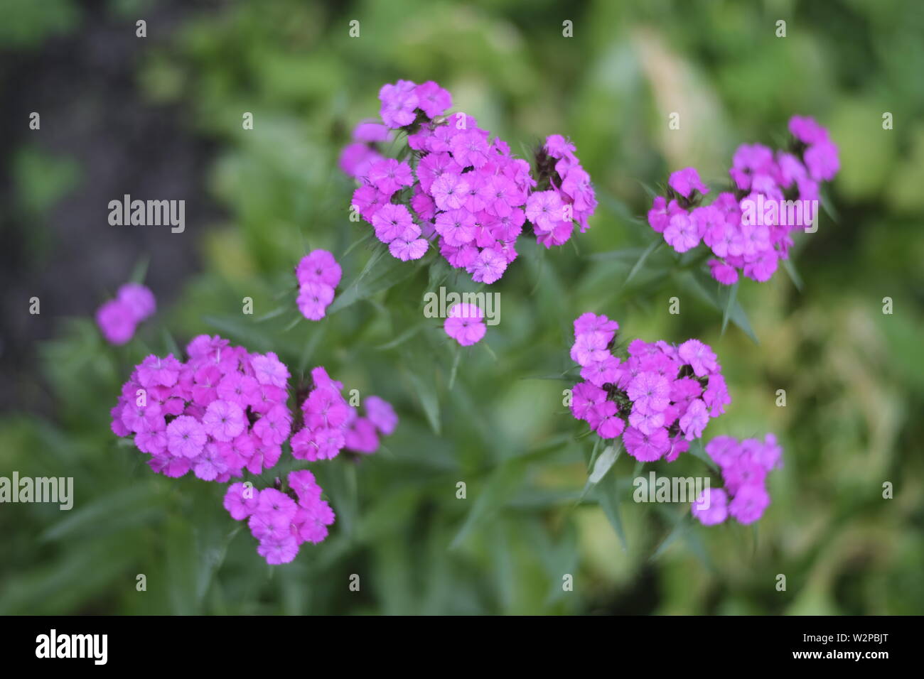 Small purple flowers on a green background Stock Photo - Alamy