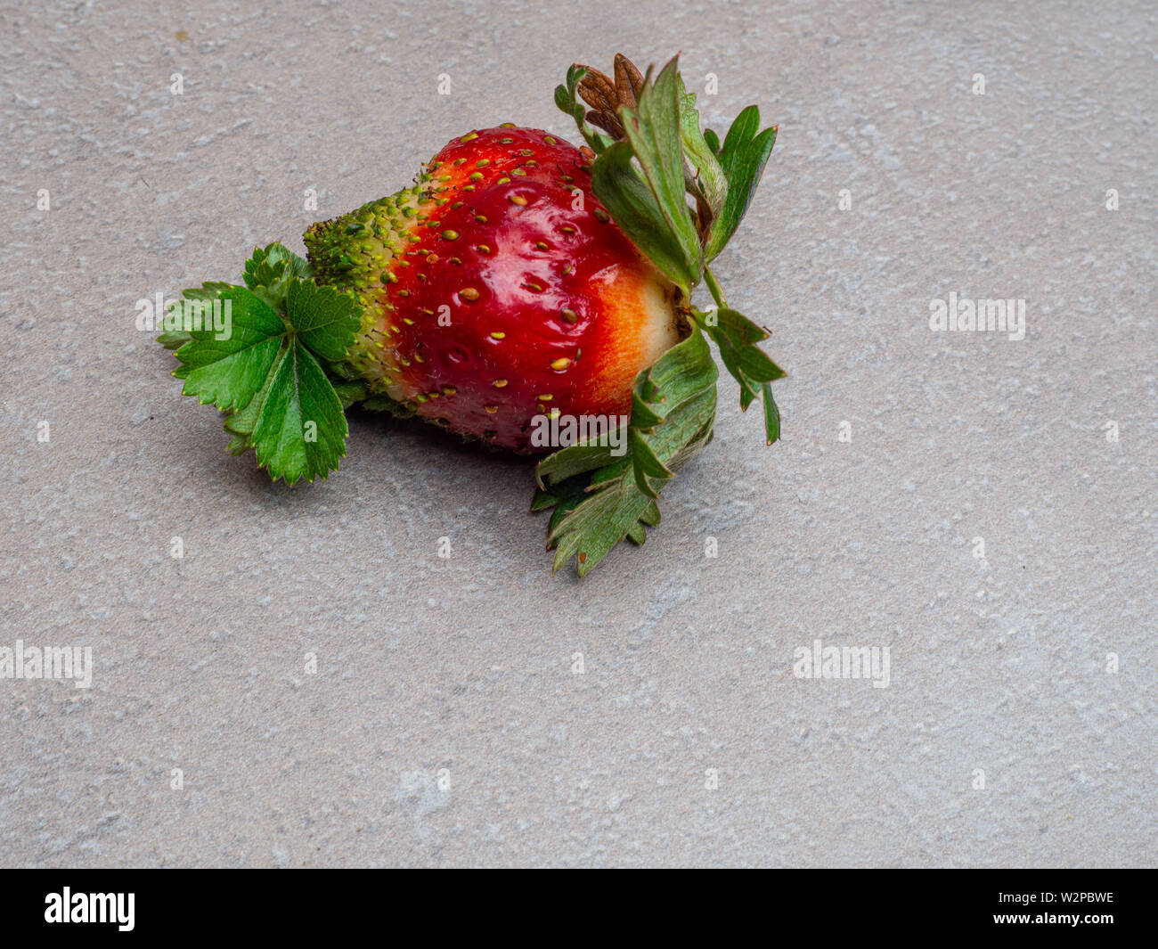 GENETICALLY MODIFIED FOODS GMO One red strawberry, two stems and one ...