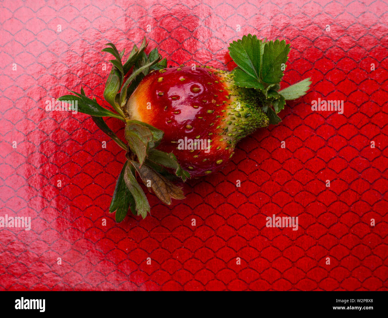 GENETICALLY MODIFIED FOODS GMO One red strawberry, two stems and one ...