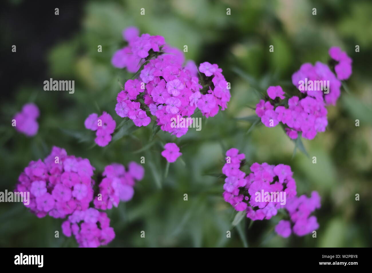 Small purple flowers on a green background Stock Photo - Alamy