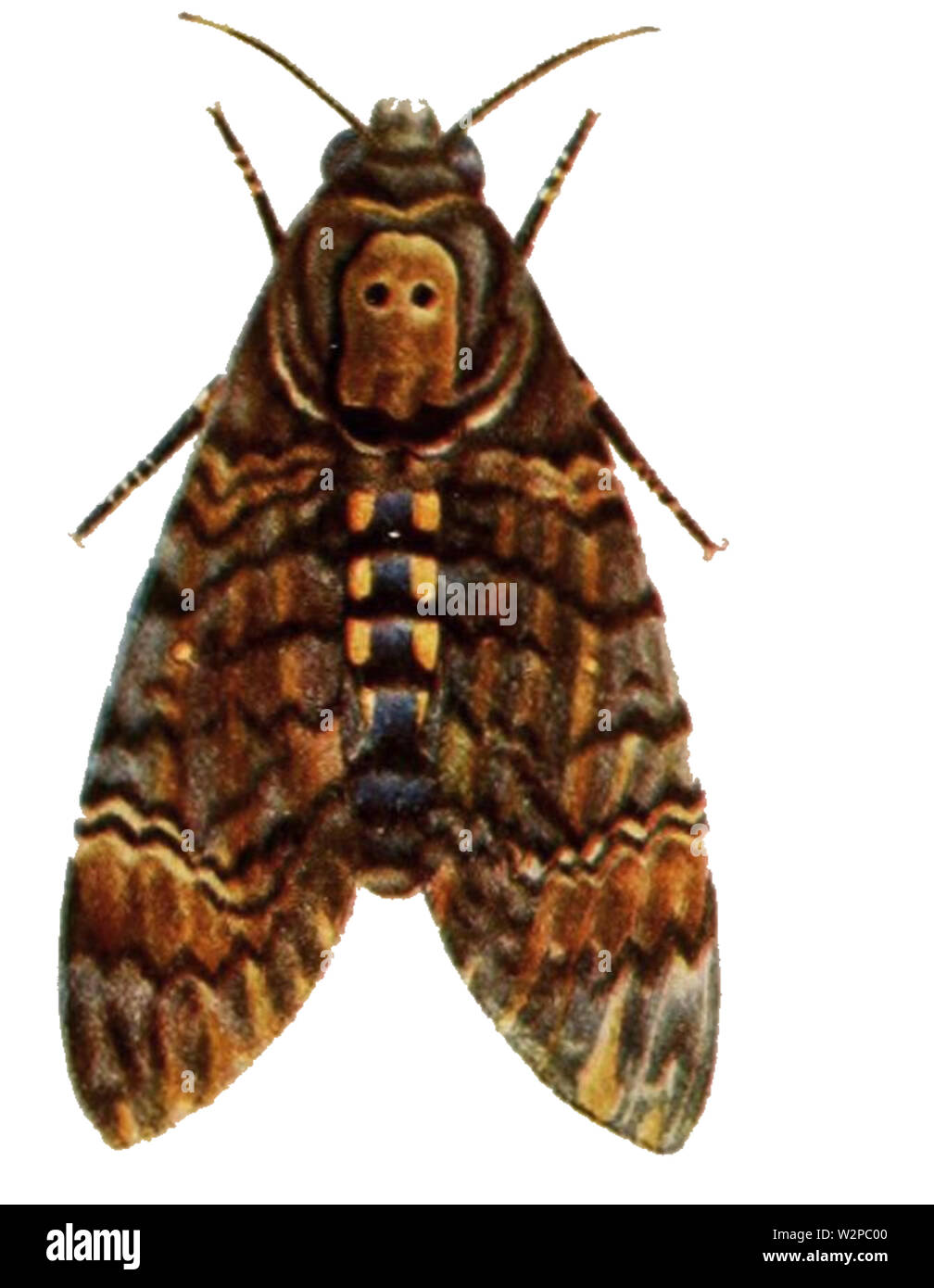 Indian insect life calcutta thacker hi-res stock photography and images ...