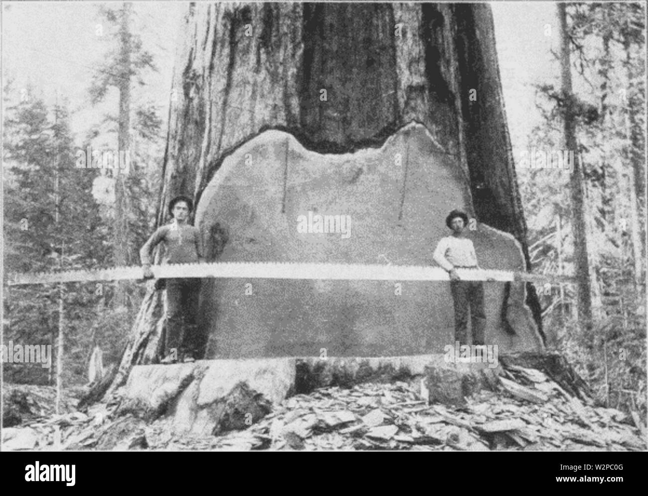 25 foot saw hi-res stock photography and images - Alamy