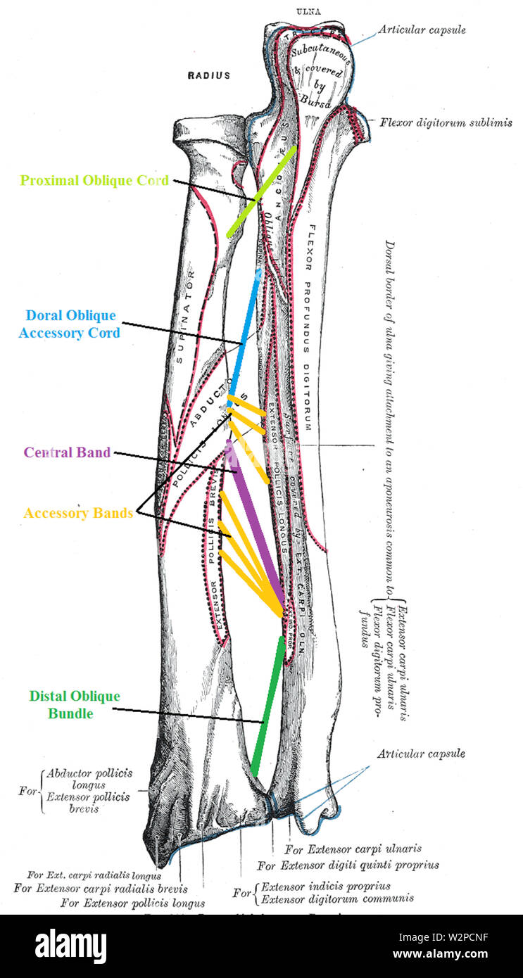 Interosseous hi-res stock photography and images - Alamy