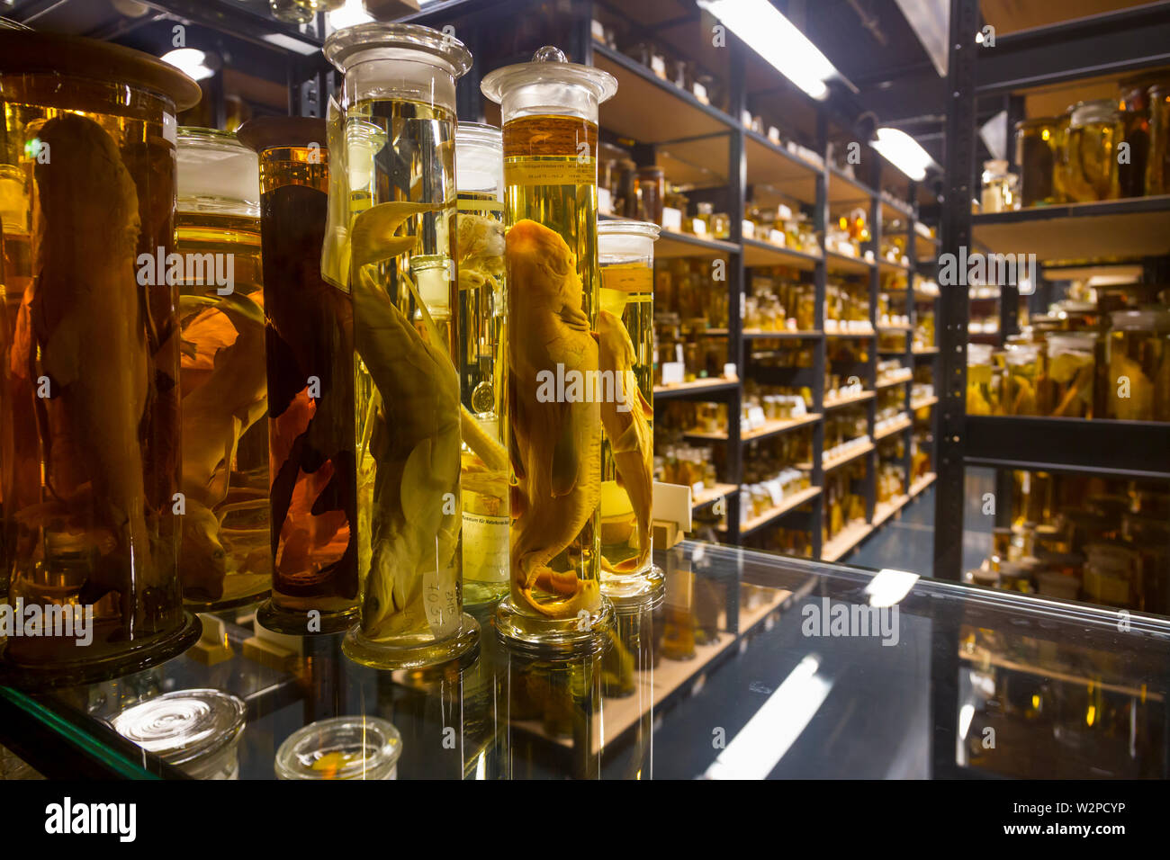 The Museum für Naturkunde (MfN), the Naturkundemuseum or Humboldt ...