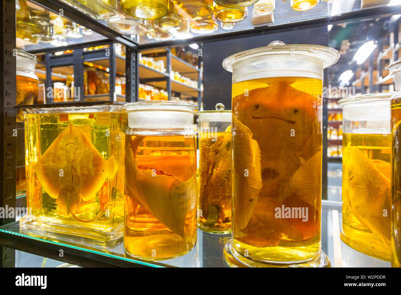 The Museum für Naturkunde (MfN), the Naturkundemuseum or Humboldt ...