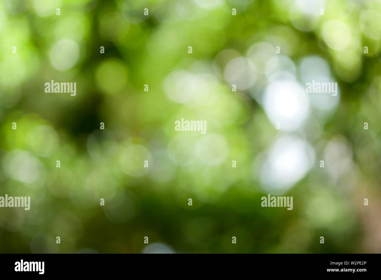 Sunny abstract green nature background, Blur park with bokeh light ...