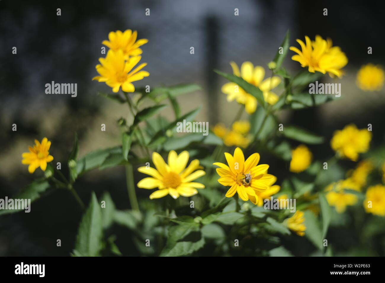 Field marigold, calendula flower in the garden Stock Photo - Alamy