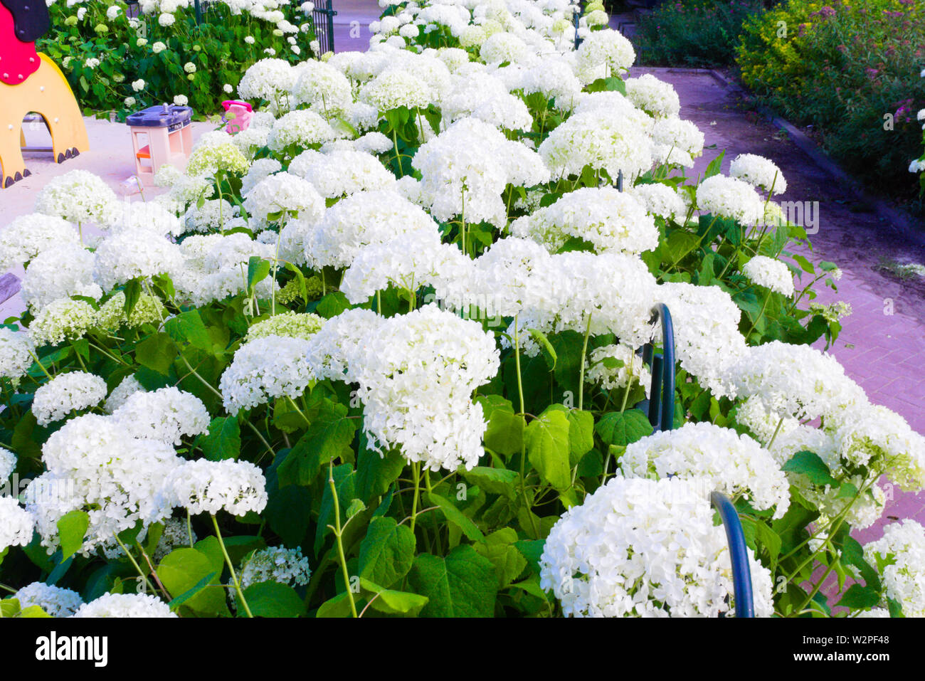 colorful flowers blooming in the summer sun Stock Photo - Alamy