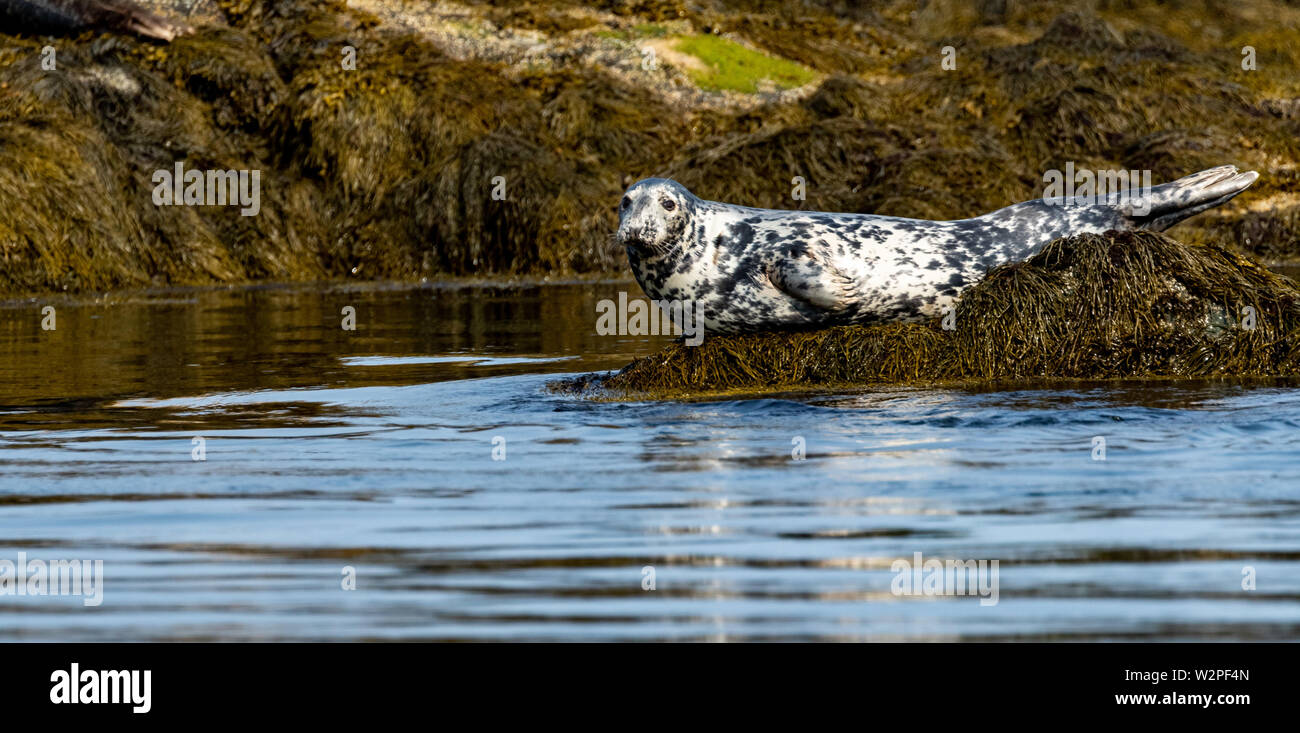 Spotted seal hi-res stock photography and images - Alamy