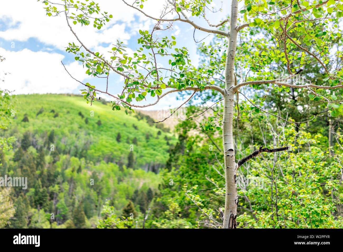 Santa Fe National Forest mountains with green aspen trees in spring or ...