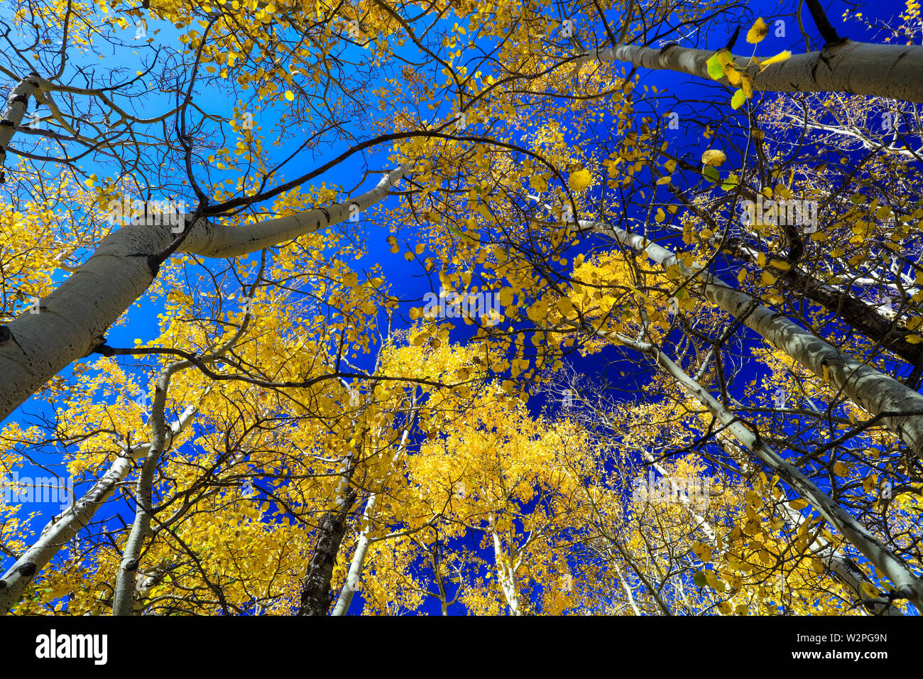 Aspen trees in fall color with blue sky and yellow changing leaves near ...