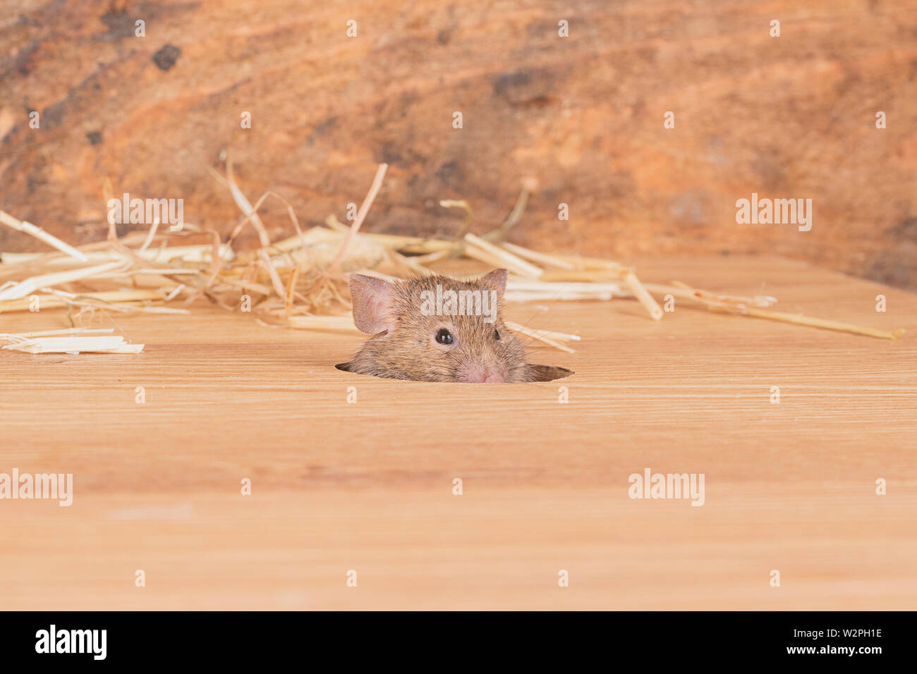 wild brown mice playing in straw in a studio set up Stock Photo - Alamy