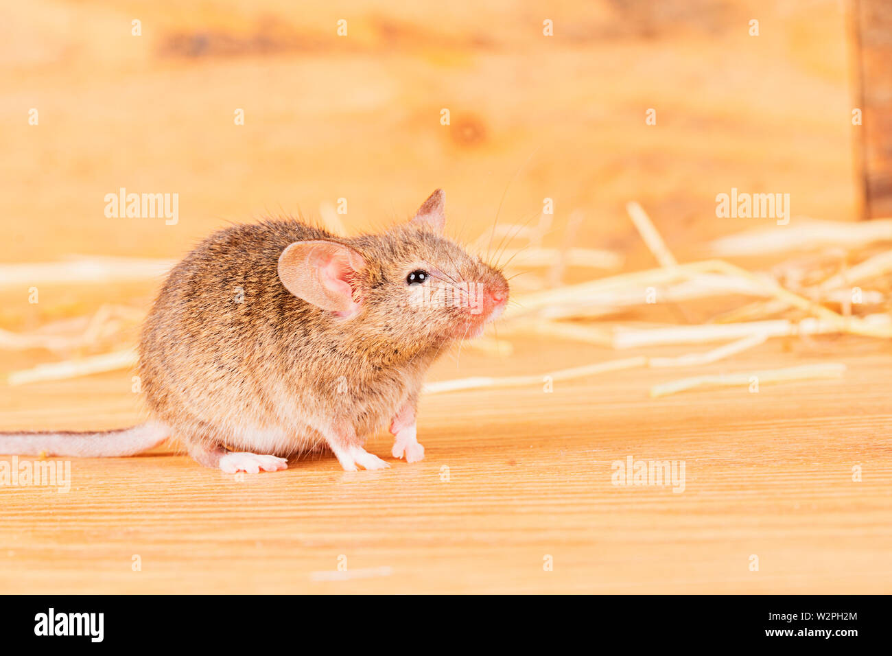 wild brown mice playing in straw in a studio set up Stock Photo - Alamy