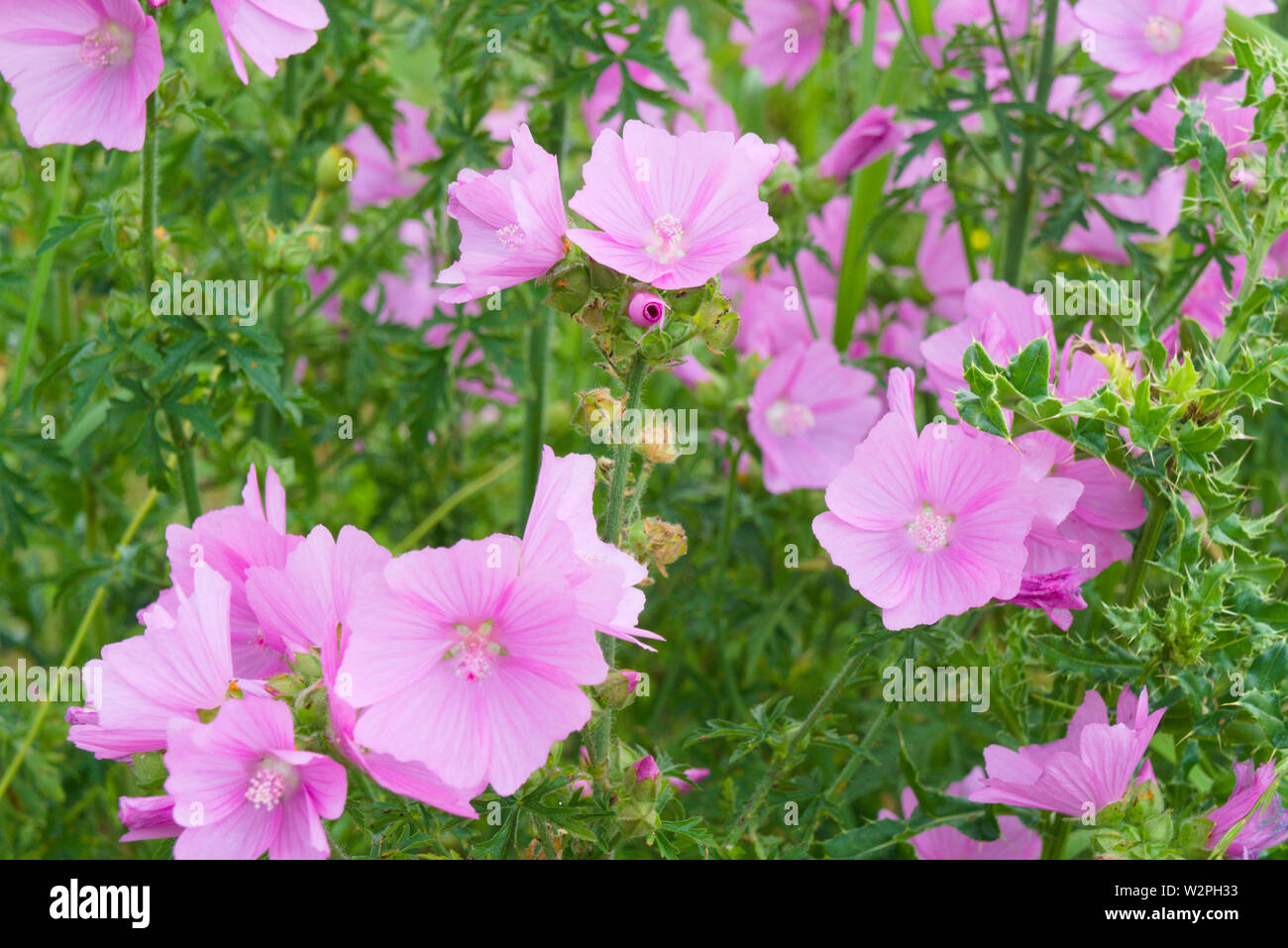 pink flowers blooming in the summer sun Stock Photo - Alamy