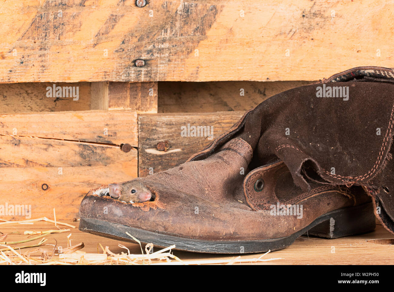 Brown mouse climbs in an old boot in studio environment Stock Photo - Alamy