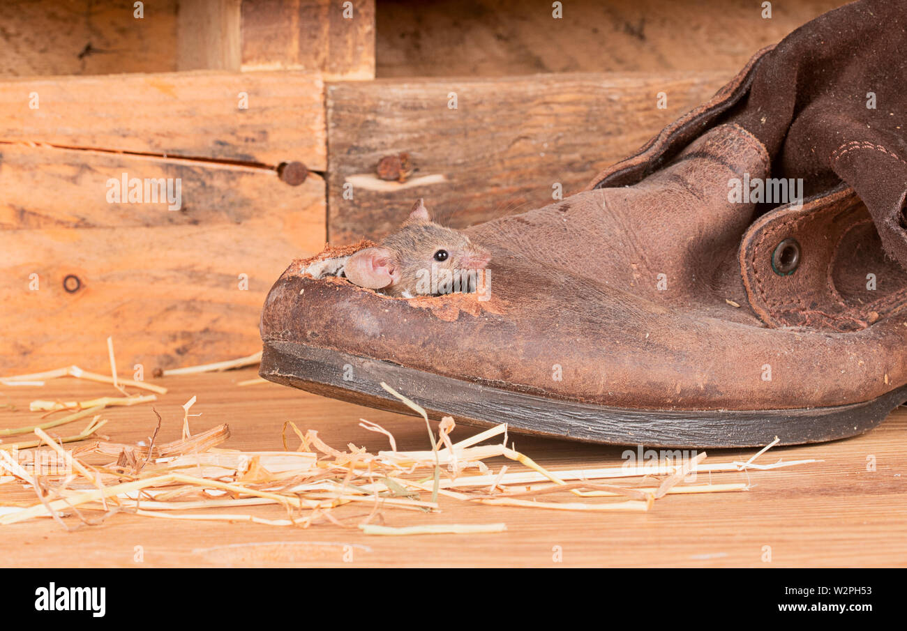 Hole in boot hi-res stock photography and images - Alamy