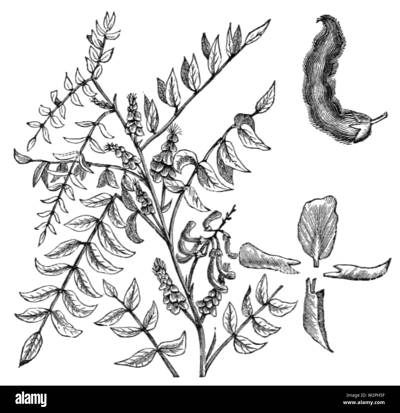 Tekening Van Indigoplant File:Indigo Plant (PSF).png Wikimedia