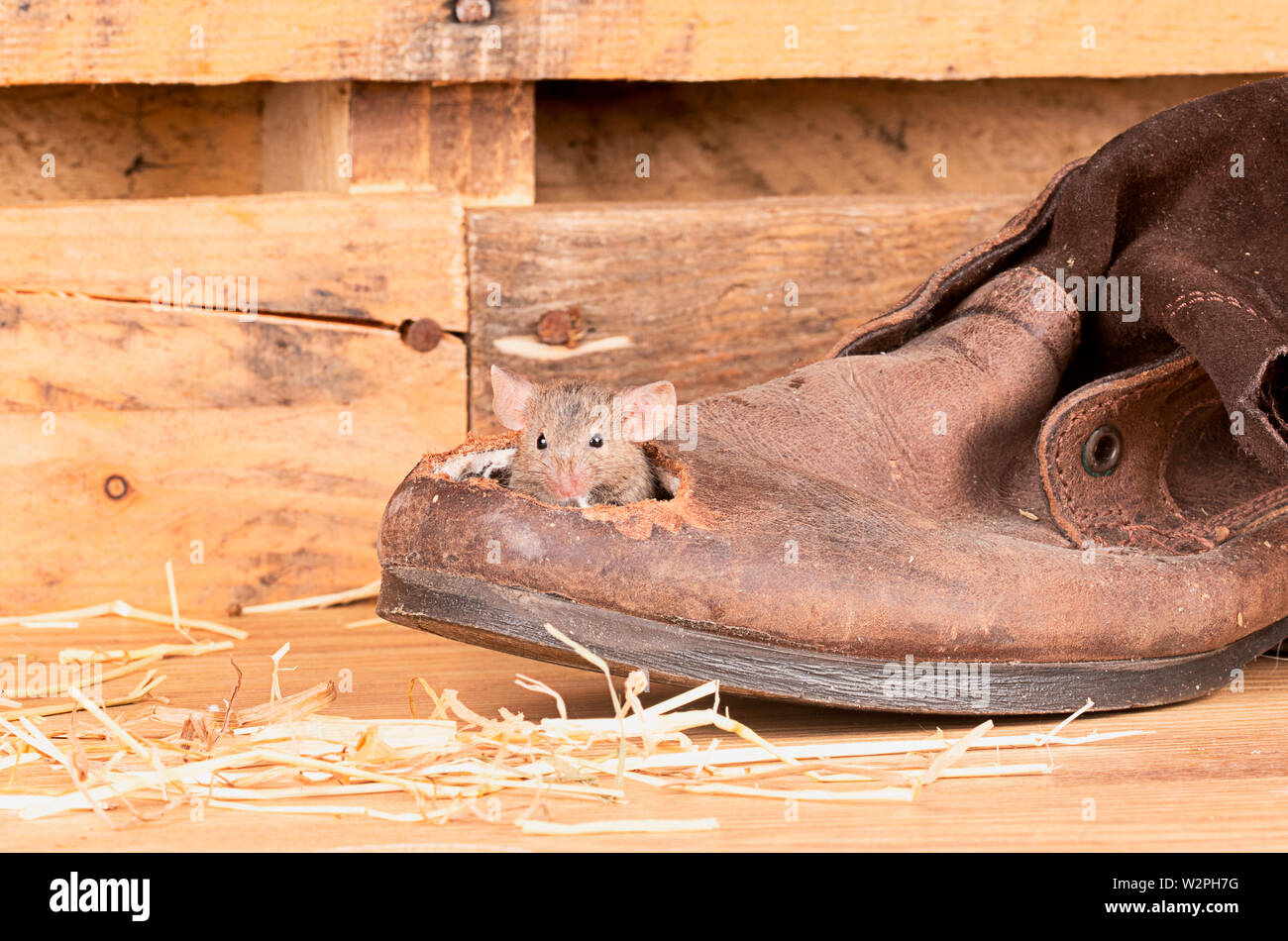 Brown mouse climbs in an old boot in studio environment Stock Photo - Alamy